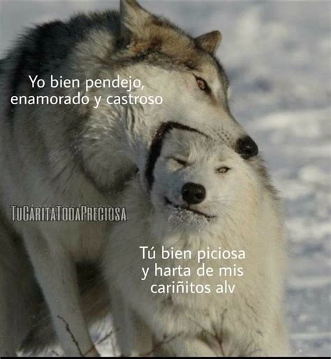 Memes De Amor Perpustakaan Sekolah