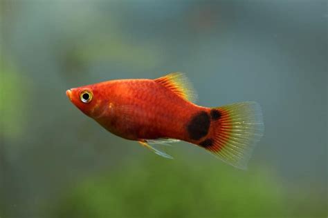 The Ultimate Guide To Mickey Mouse Platy