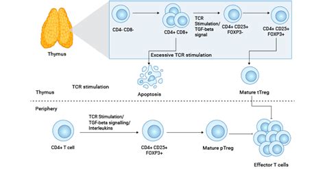 IL2RA CD25 A Primary Marker For Regulatory T Cells CUSABIO
