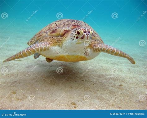 Great Reef Turtle Big Green Turtle Stock Image Image Of Beauty