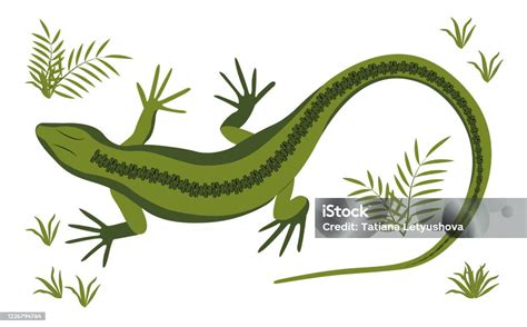 녹색 도마뱀 벡터 그림입니다 긴 몸과 꼬리 네 개의 다리와 녹색 피부를 가진 파충류 포스터 웹 사이트에 대한 디자인 도롱뇽에