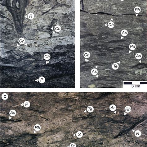 Biogenic Structures Common To The Psilonichnus Ichnofacies A And B