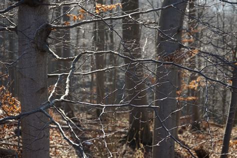 Fotos gratis árbol bosque rama nieve invierno otoño temporada