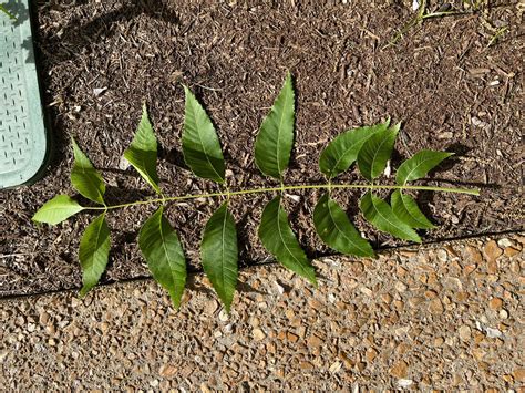 How To Identify Pecan Varieties At Rosemary Hurwitz Blog
