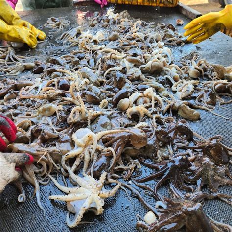 🐙쫄깃쫄깃한 서해안 급냉 쭈꾸미 🐙 다들 주목 최저가로 보내드릴거에요 국내산 급냉 쭈꾸미 1kg 네x버에 검색해서