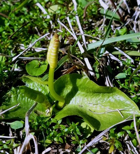 Ophioglossum Crotalophoroides Walter Plants Of The World Online Kew