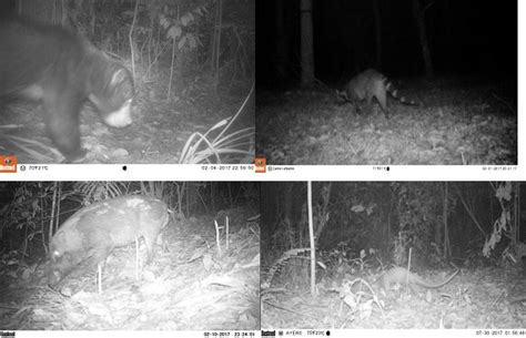 Urban Forest Fragmentation Impoverishes Native Mammalian Biodiversity In The Tropics Abstract