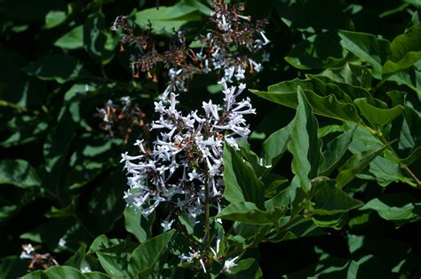 Syringa Pubescens Ssp Patula Miss Kim Manchurian Lilac