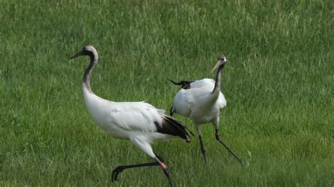 Red Crowned Cranes Thrive In Northeast China Nature Reserve Cgtn