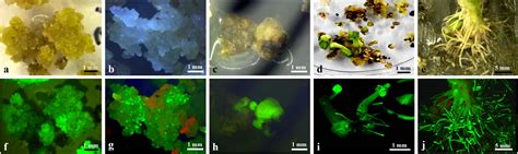 Frontiers A Stable Agrobacterium Rhizogenes Mediated Transformation