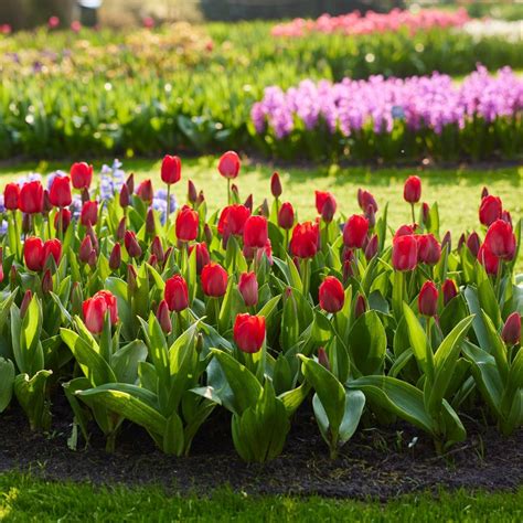 Tulip Darwin Hybrid Red Van Eijk 20 Bulbs Longfield Gardens