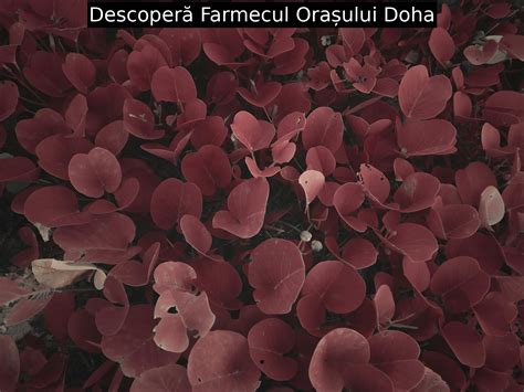 Descoperă Farmecul Orașului Doha Networking Hub