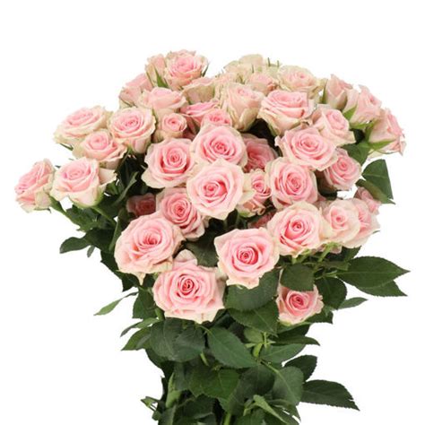 Rose Spray Severina Wholesale Flowers Spray Roses Flower Suppliers