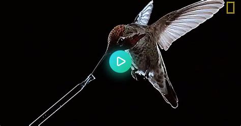 Slow Motion Hummingbird Album On Imgur