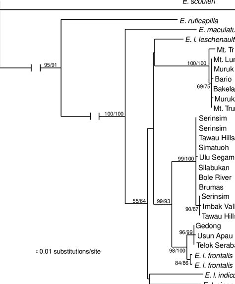 Maximum Likelihood Tree Based On The Complete Data Set Numbers Above