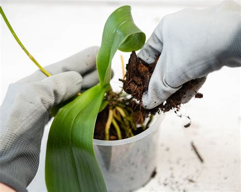 How To Treat Orchid Root Rot And Prevent Future Infections