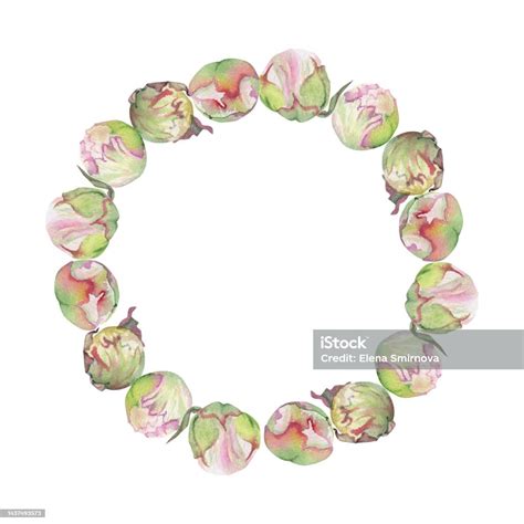 손으로 그린 섬세한 분홍색 모란 꽃 새싹 및 나뭇잎이있는 수채화 원형 프레임 배열 흰색 배경에 고립되어 있습니다 초대장 결혼식