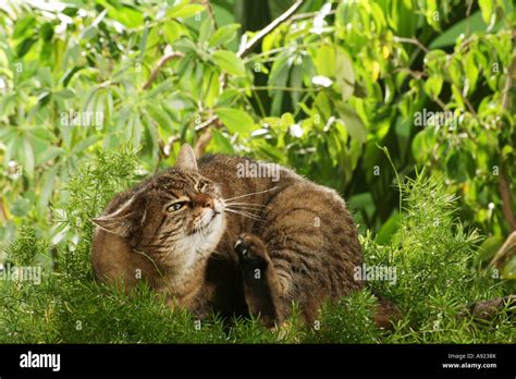Cat Scratching Itself Stock Photo Alamy