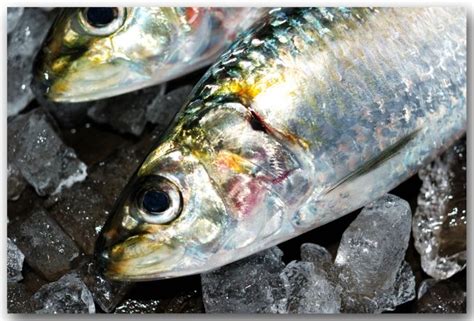 肩星鰯カタボシイワシ イワシというよりニシンぽい 魚屋三代目日記 魚屋 ブルテリア 鳥の照り焼き