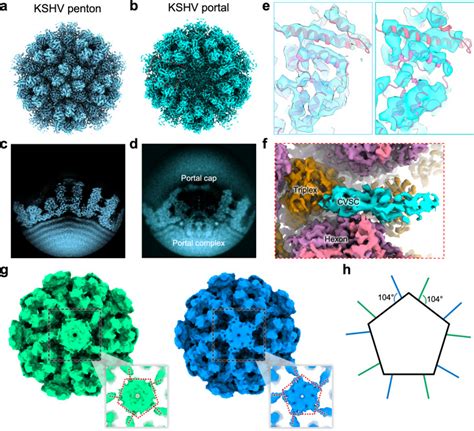 Structures Of Epstein Barr Virus And Kaposis Sarcoma Associated