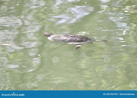 Red Eared And Yellow Bellied Slider Turtles Swimming Stock Image Image Of Mutant Trachemys