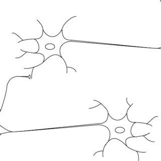 Two Biological Interconnected Neurons Download Scientific Diagram
