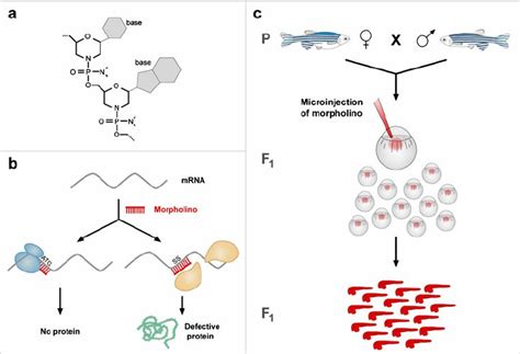 Gene Knockdown By Morpholino Antisense Nucleotide Injection A Chemical Download Scientific