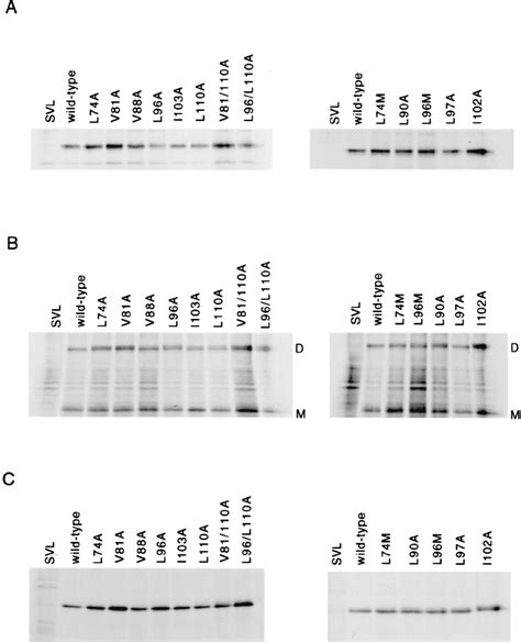 Expression Of Mutant Hn Proteins At 48 H Posttransfection Cells