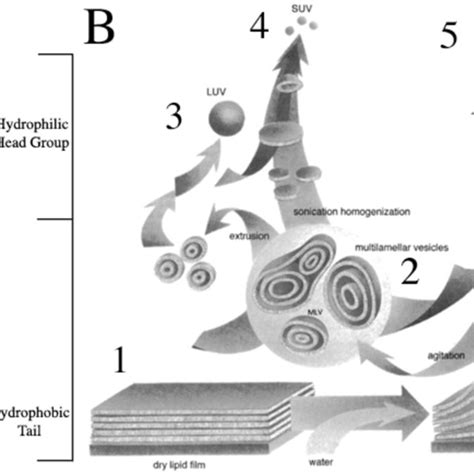 2 Diagram Of A Dopc Lipid And Vesicle Formation A Dopc Structure Is