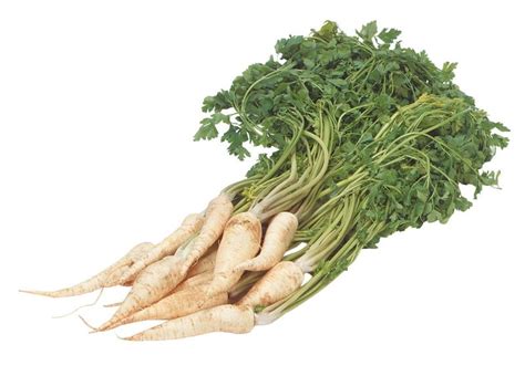 Parsley Root Isolated Prepared Food Photos Inc