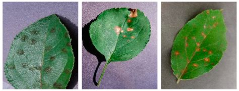 Data Augmentation Method For Plant Leaf Disease Recognition