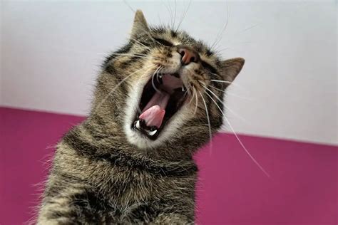 How Does An Indoor Cat Get Worms With Top Deworming Products