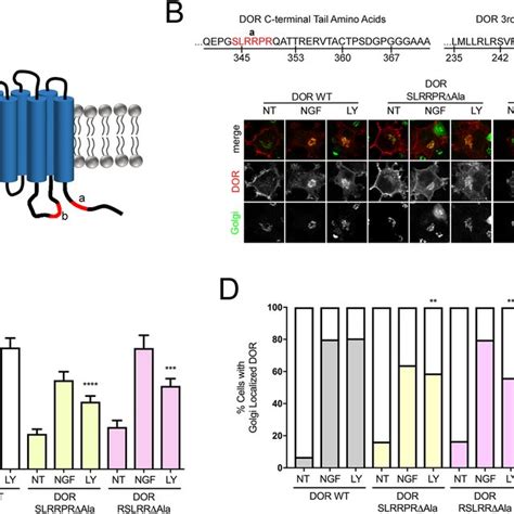 The C Terminal Tail Of Dor Regulates Delivery Of The Receptor To The Download Scientific