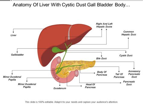 Anatomy Of Liver With Cystic Dust Gall Bladder Body Of Pancreas Powerpoint Slide Template