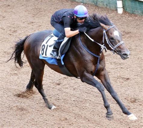 【京阪杯】サンライズオネスト、馬具工夫で惜敗続きに終止符へ 競馬ニュース Netkeiba