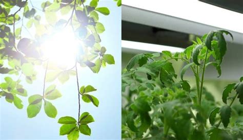 UVA UVB Lights For Plants Grower Today