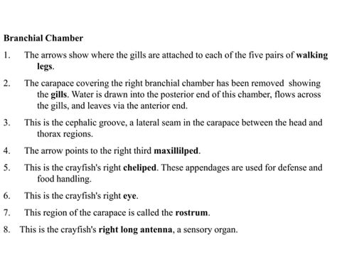 Crayfish Dissection Diagrams Pptx Fish And Aquariums Pets