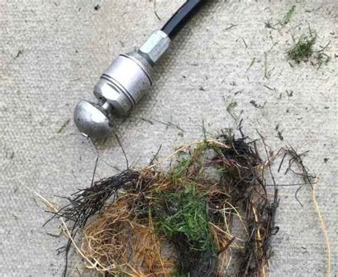 Drain Tree Root Removal Services Tree Root Removal