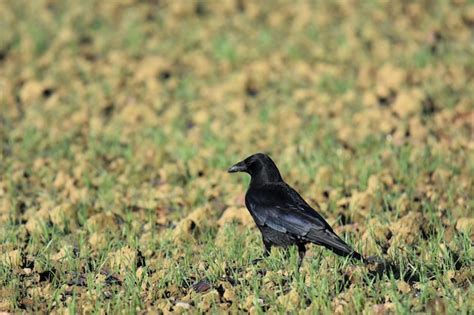 Premium Photo Raven Perching On A Field