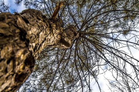 Premium Photo Pine Conifer Tree Trunk Bottom View