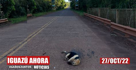 Un Ejemplar De Oso Hormiguero Muere Atropellado Dentro Del Parque