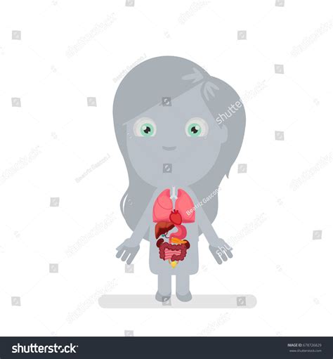 human body anatomy vector illustration 库存矢量图（免版税）678726829 shutterstock