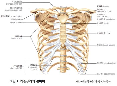 갈비뼈 골절 통증 유독 오래가는 이유는