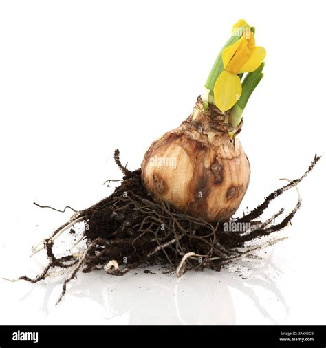 Daffodil Flower Bulb Yellow Spring Easter Growing Open Growth Isolated White