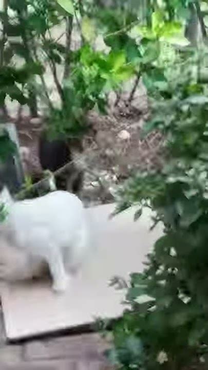 오랜만에 고양이 에토 리메 도와준 사람 내가 비공개로 해놈 ㅋㅋ Youtube