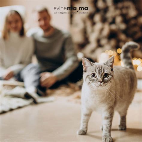 20 Farklı En İyi Kedi Maması Markaları Sağlıklı Kaliteli ve Ucuz