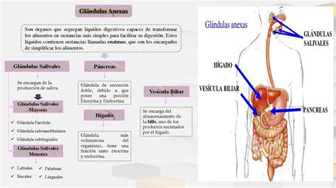 SOLUTION Gl Ndulas Anexas Del Sistema Digestivo Studypool