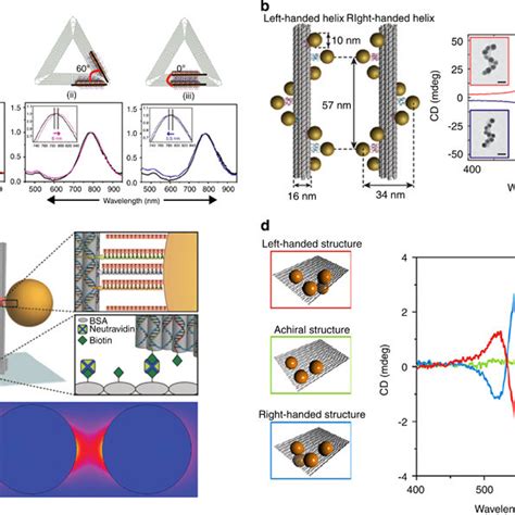 Dnaaunp Conjugates A Preparation Of Mono Dna Modifications On Aunps