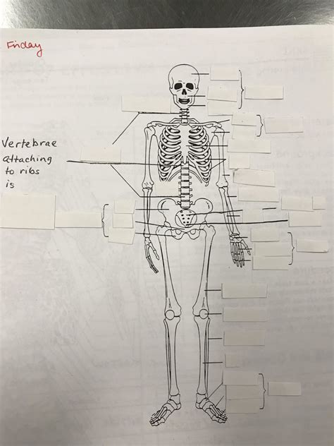 Bio 2 Skeletal Diagram Right 9 16 Diagram Quizlet