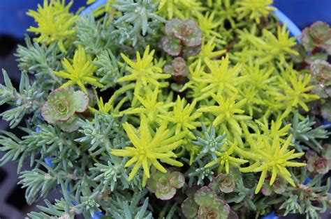 Sedum ‘trailing Trio ™ 1 Gallon Pot Wilson S Garden Center